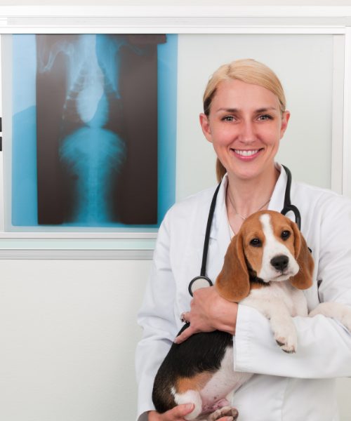 Veterinary Career Development — A Practical Guide